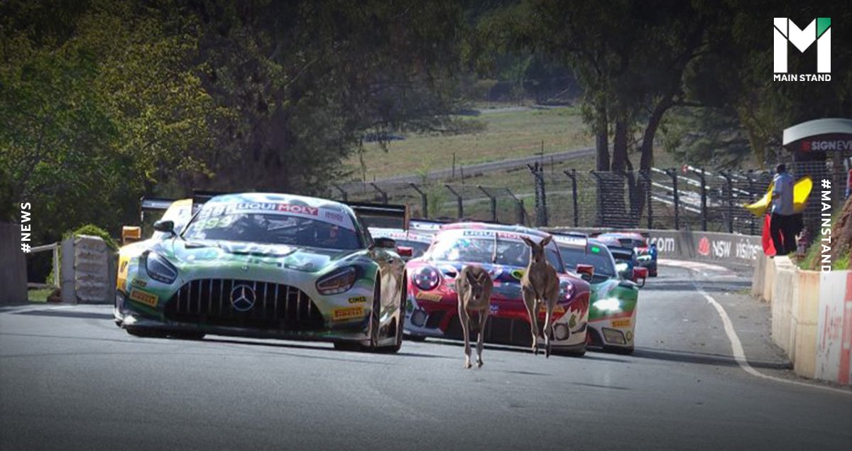 จิงโจ้ขอแจม วิ่งนำขบวนรถแข่ง 12 ชั่วโมง ที่ออสเตรเลีย ฝ่ายจัดต้องยกธง ...