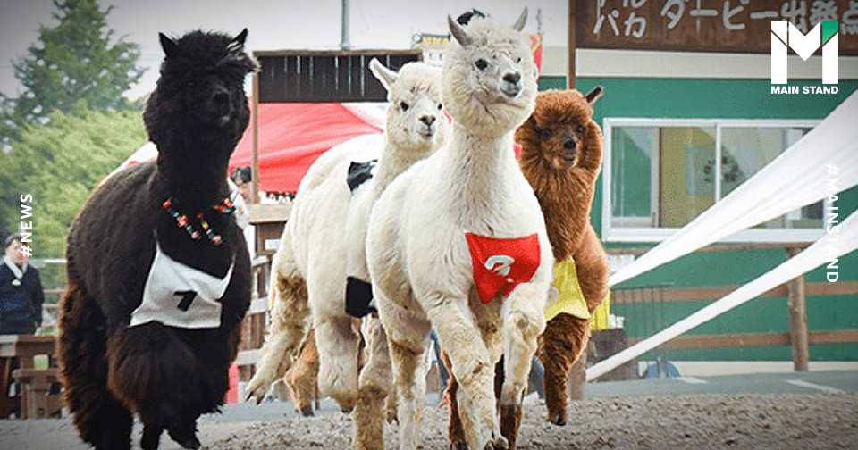 AlpacaDerbyJapan000.jpg